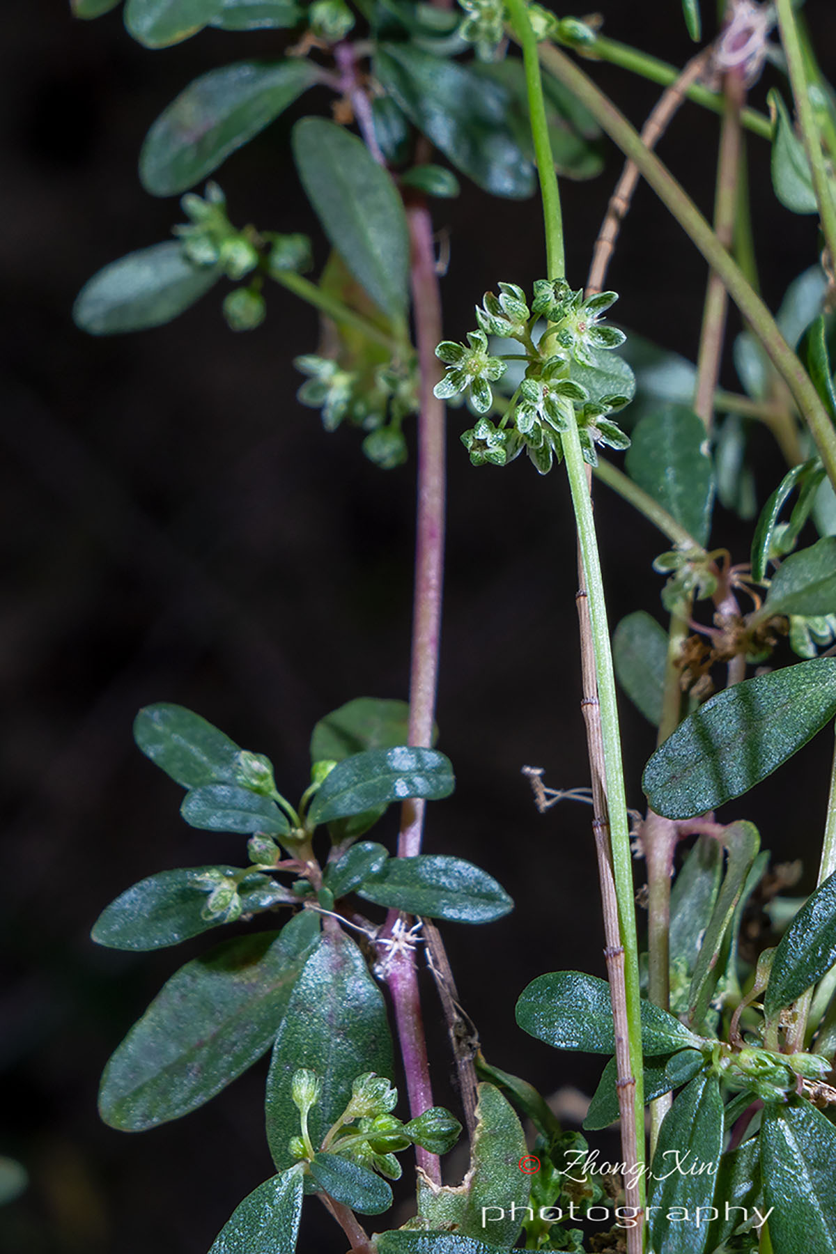 上海辰山植物园
